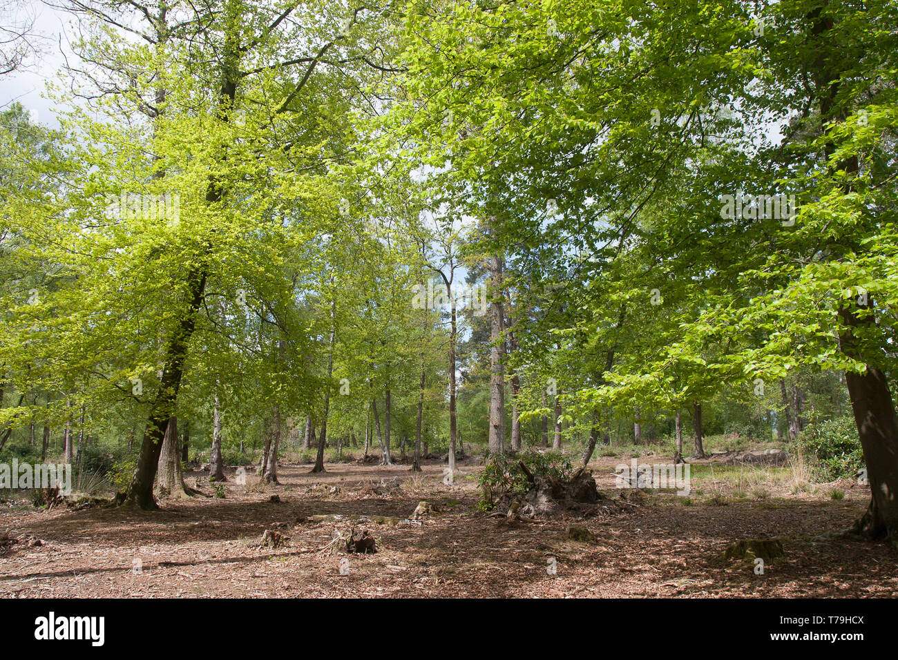 Pooh country hi-res stock photography and images - Alamy