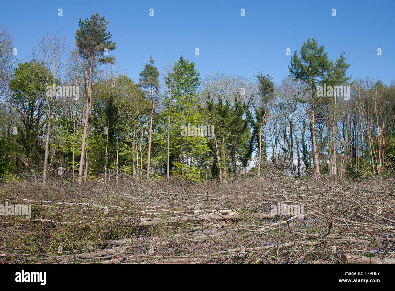 Cutting old forest hi-res stock photography and images - Alamy