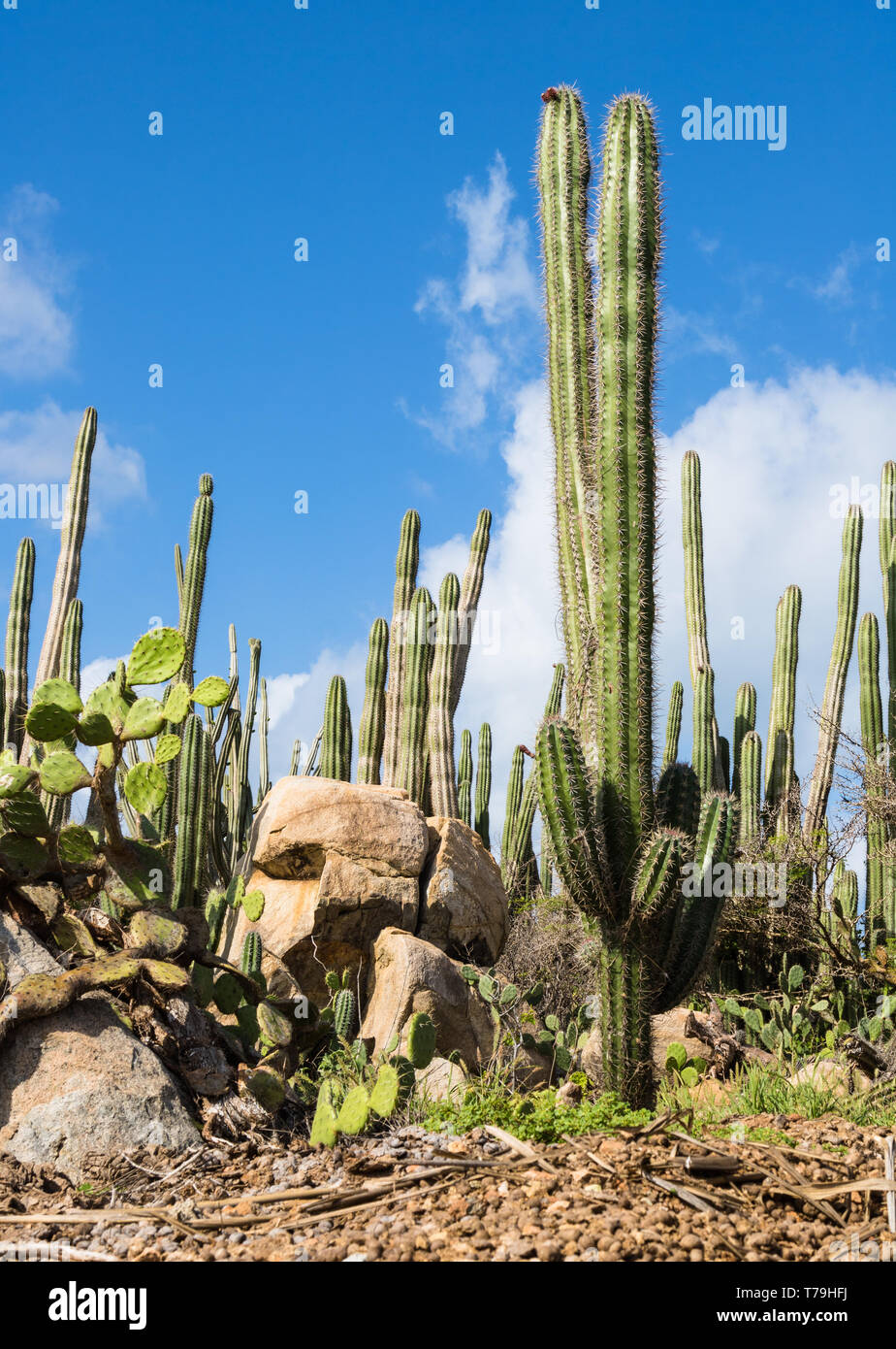 Cacti aruba hi-res stock photography and images - Alamy