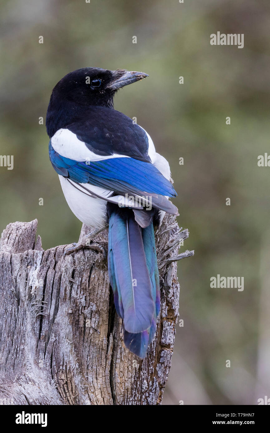 Spring magpie hi-res stock photography and images - Alamy
