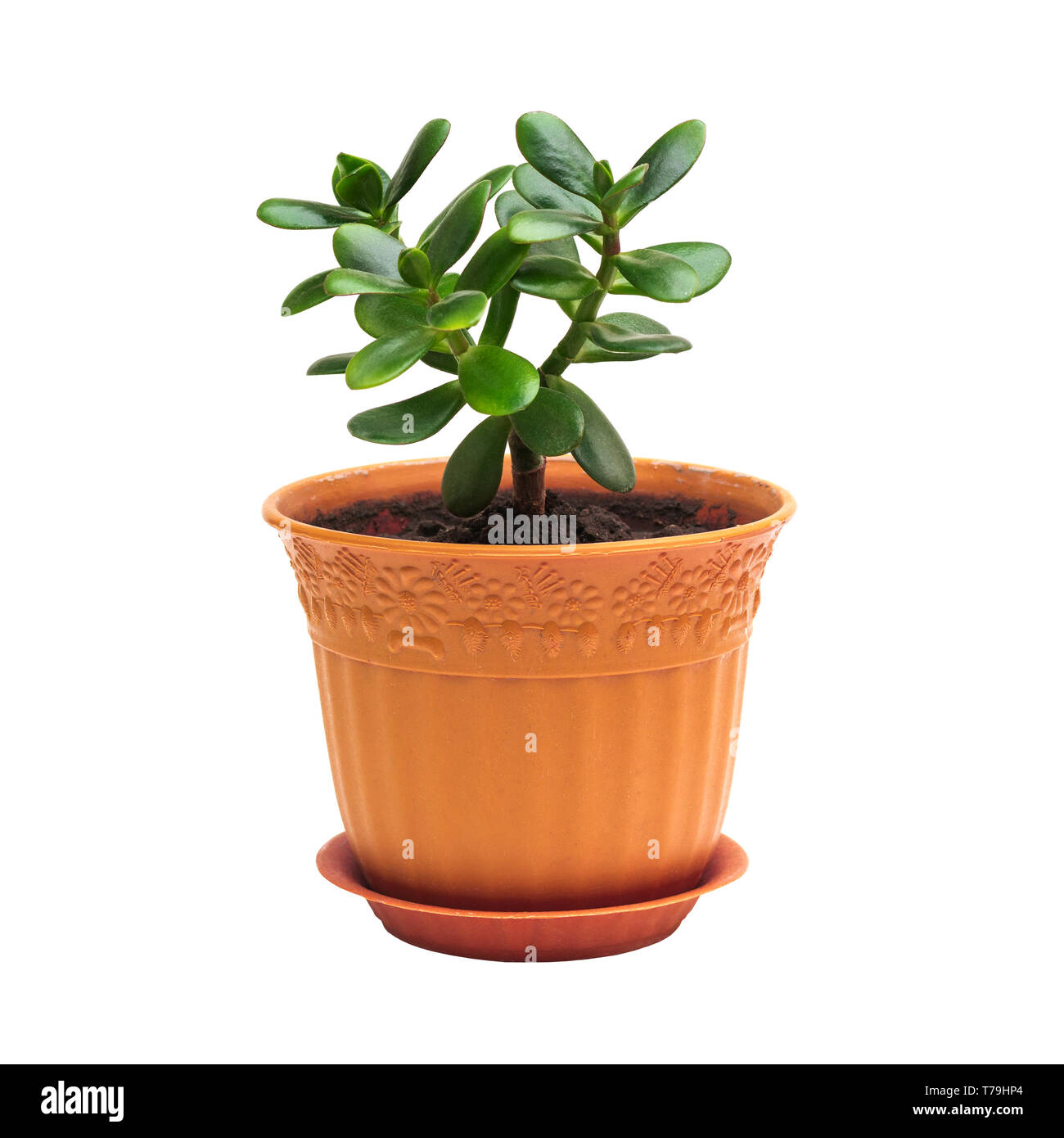 Crassula ovata jade homeplant money tree in brown pot isolated on white ...