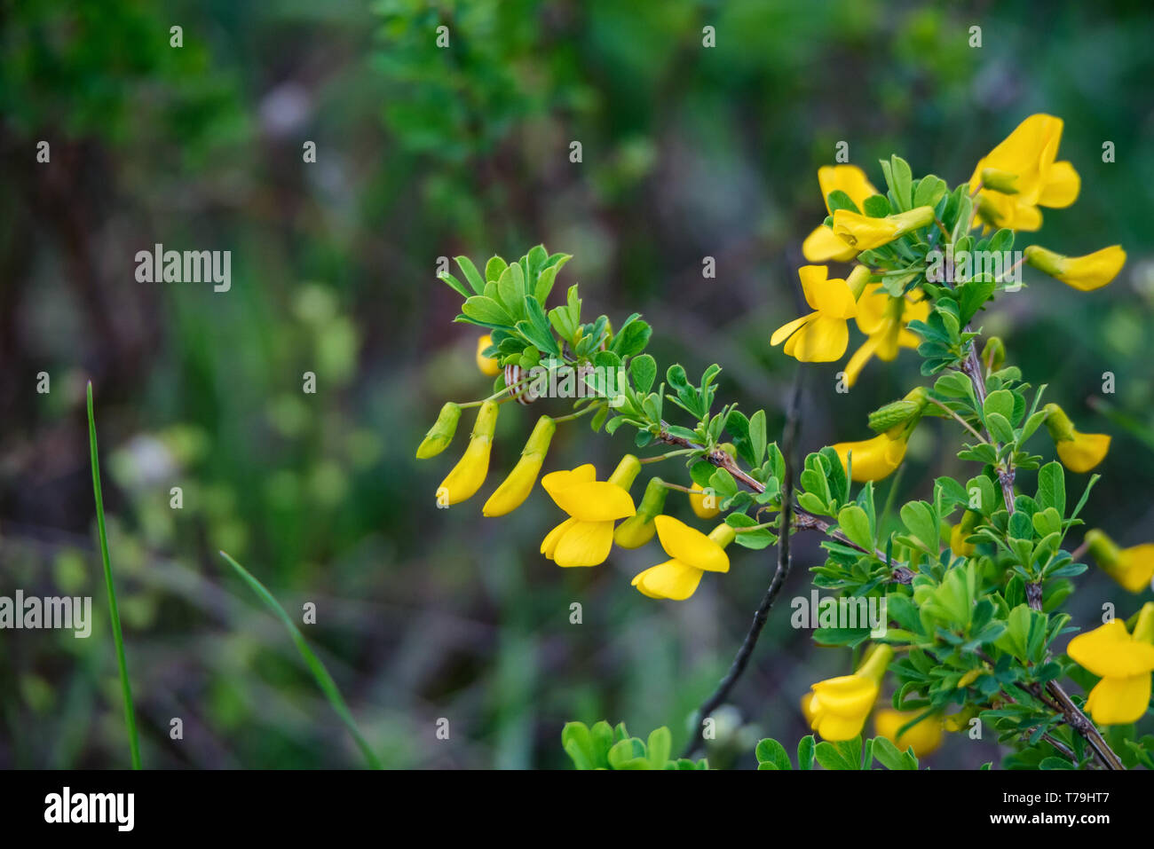 Genista Plant High Resolution Stock Photography and Images - Alamy