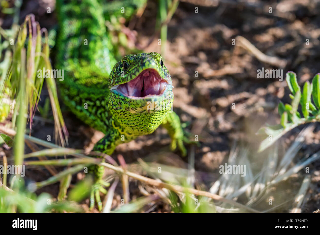 Portrait of bright green quick lizard in grass Stock Photo - Alamy