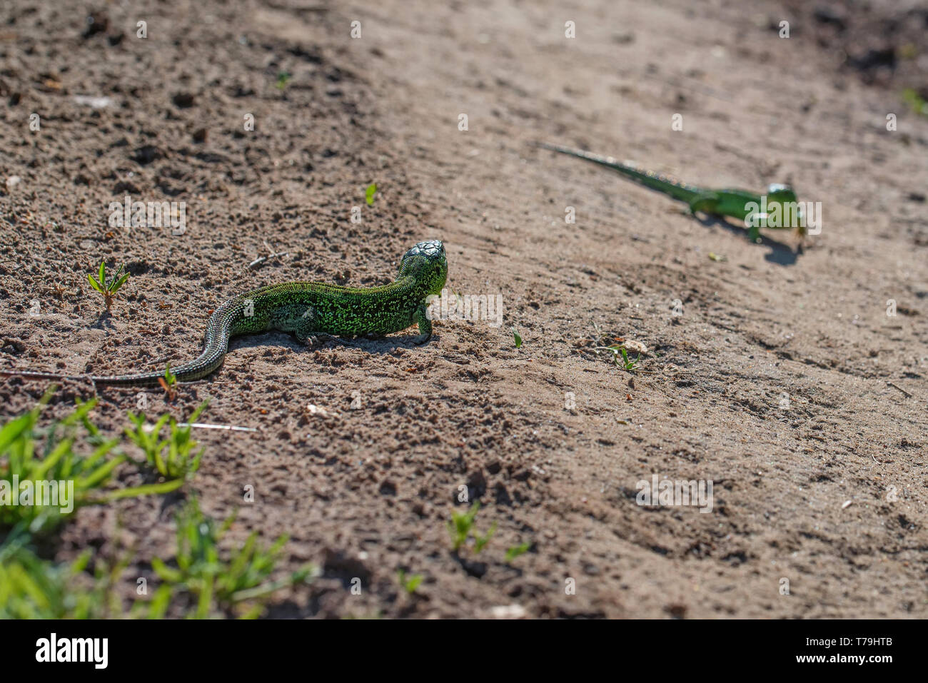 Two bright green quick lizards on the ground Stock Photo - Alamy