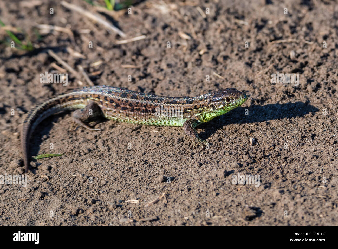 Brown lizards on branch hi-res stock photography and images - Alamy