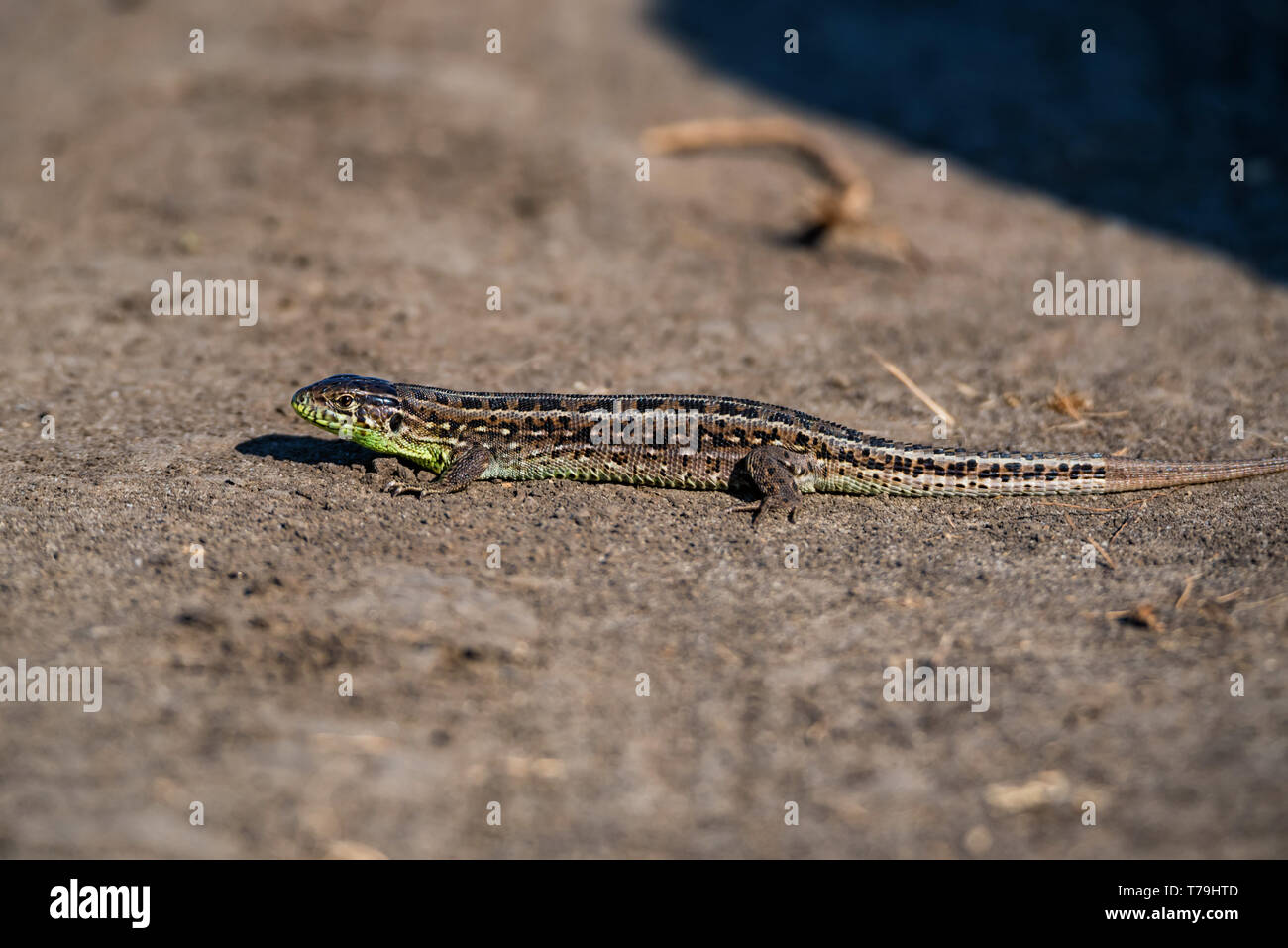Close-up brown quick lizard on the ground Stock Photo - Alamy