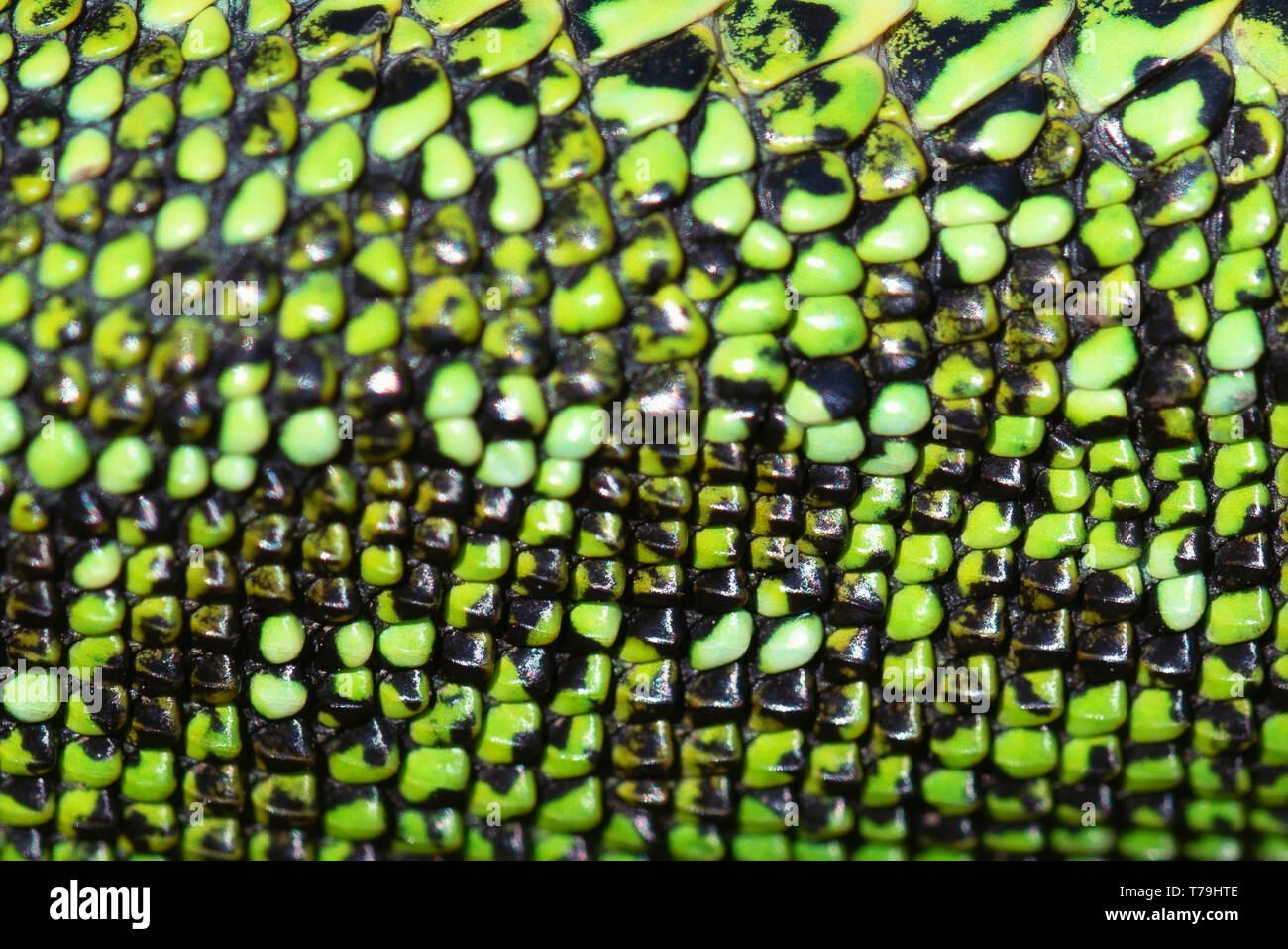 Reptile skin texture hi-res stock photography and images - Alamy