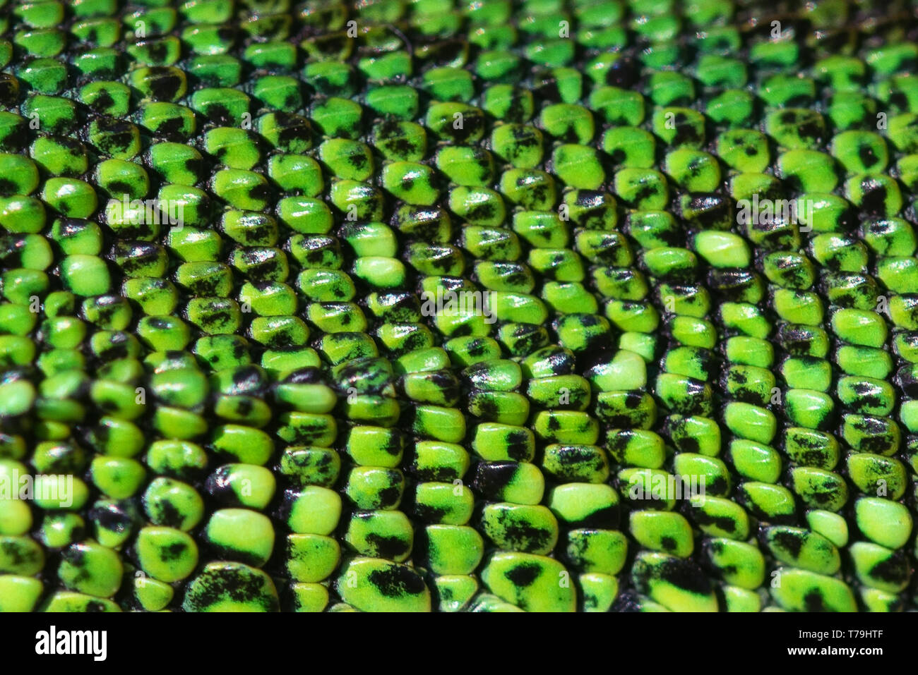Close up green reptile skin texture background Stock Photo - Alamy