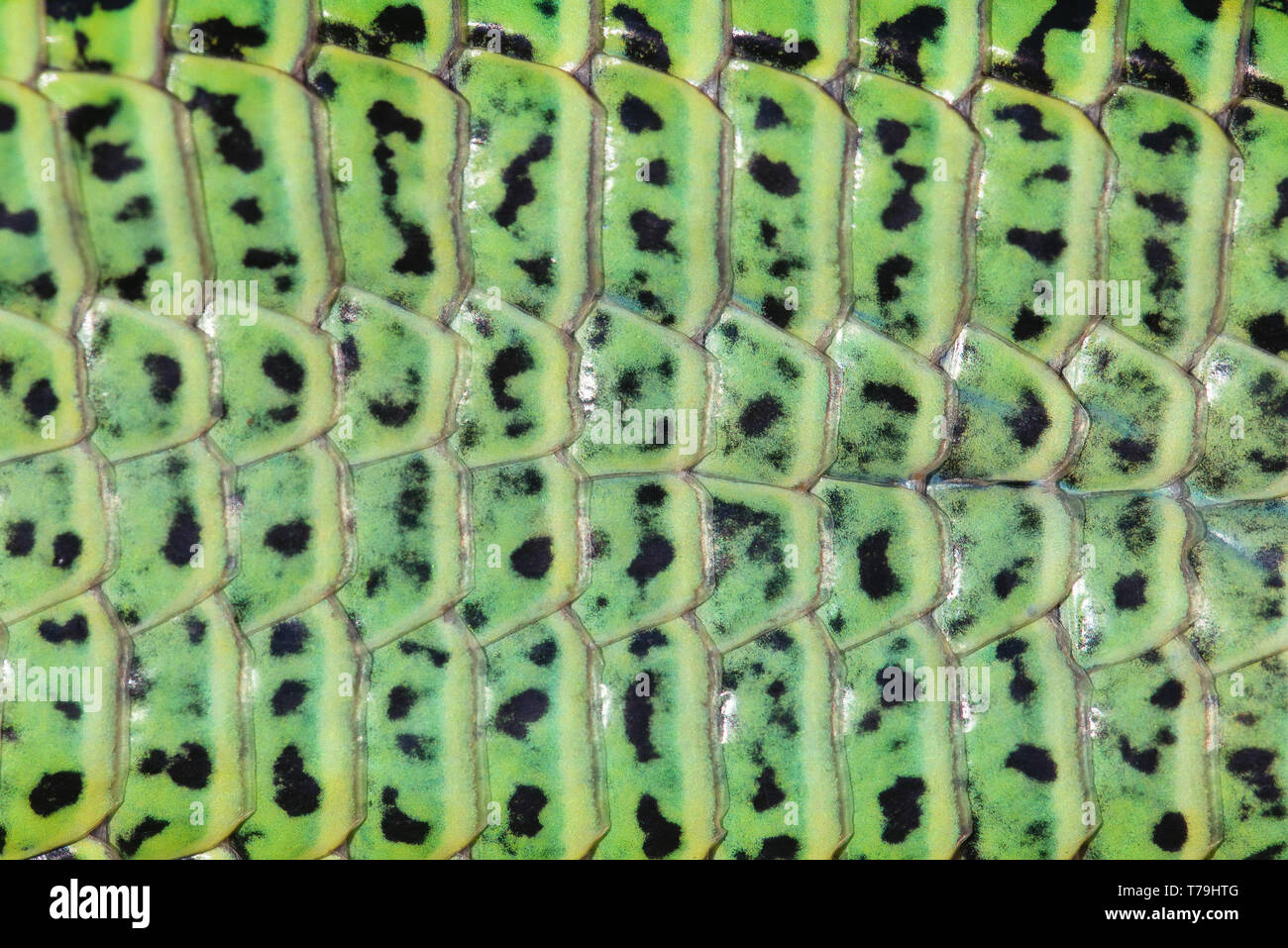 Reptile skin texture hi-res stock photography and images - Alamy