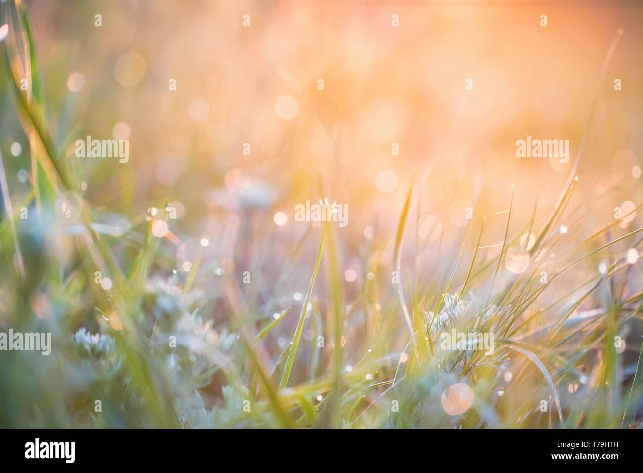 Beautiful background with morning dew on grass close Stock Photo - Alamy