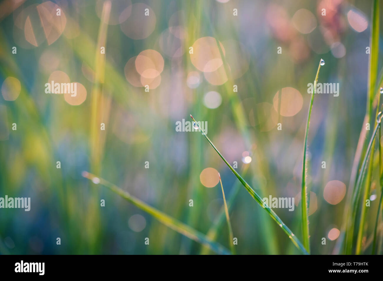 Beautiful background with morning dew on grass close Stock Photo - Alamy