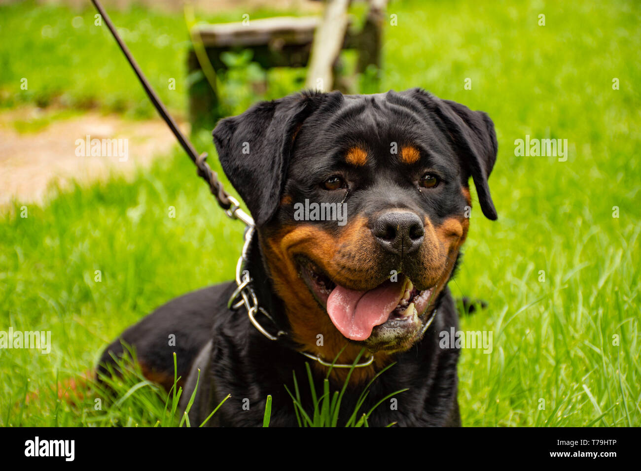 Rottweiler Ears High Resolution Stock Photography and Images - Alamy