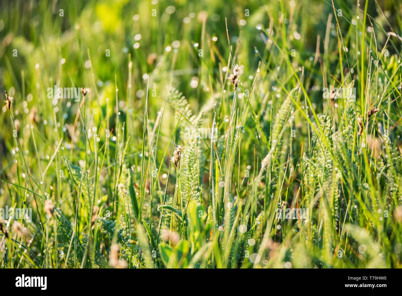 Beautiful background with morning dew on grass close Stock Photo - Alamy