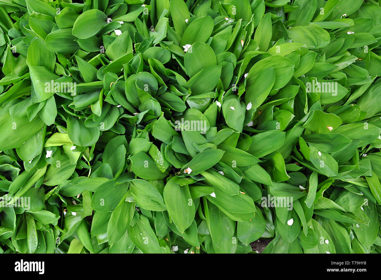 Apple tree petals hi-res stock photography and images - Alamy