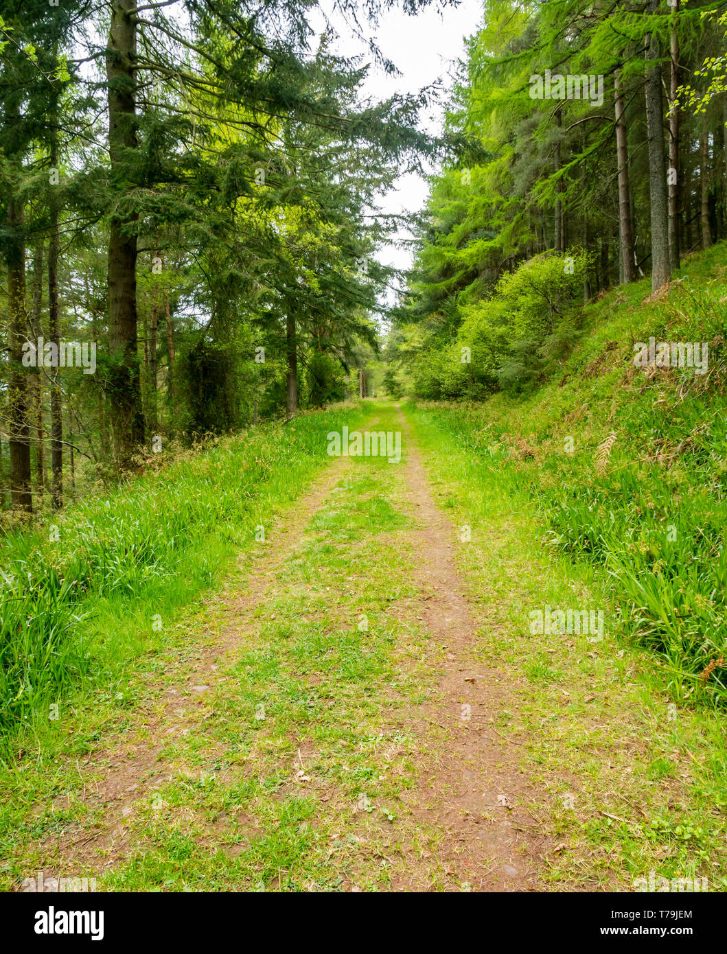 Woodland forest hi-res stock photography and images - Alamy