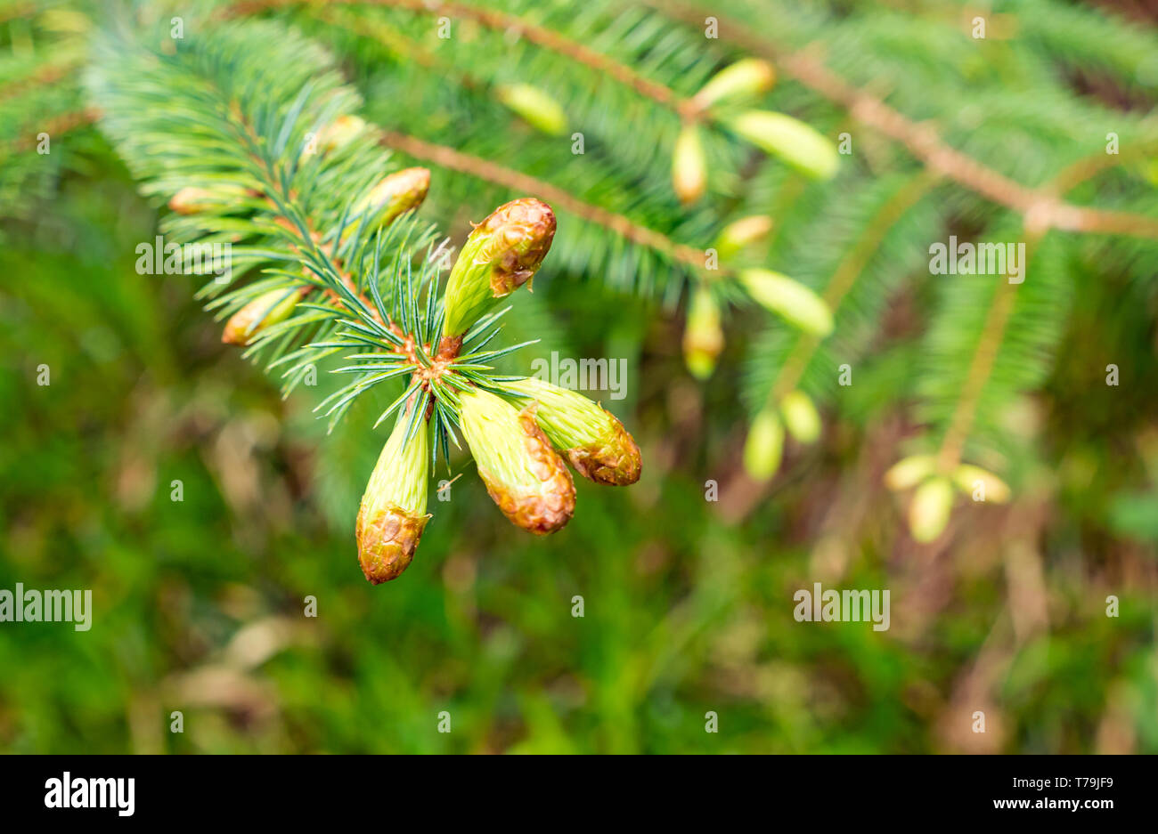 Tree buds hi-res stock photography and images - Alamy