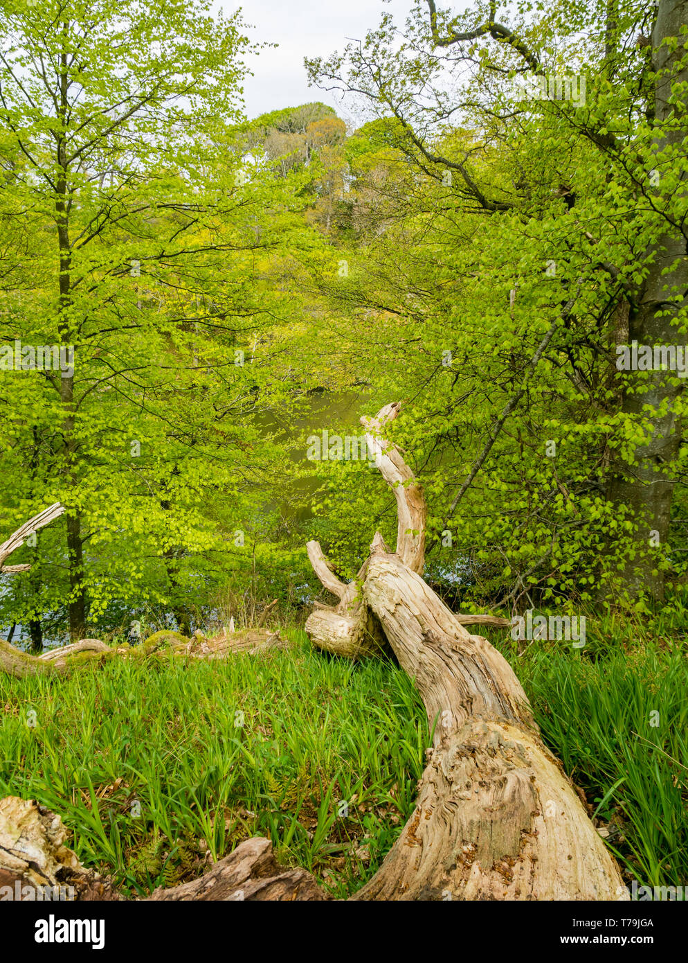 Dead tree scotland hi-res stock photography and images - Alamy