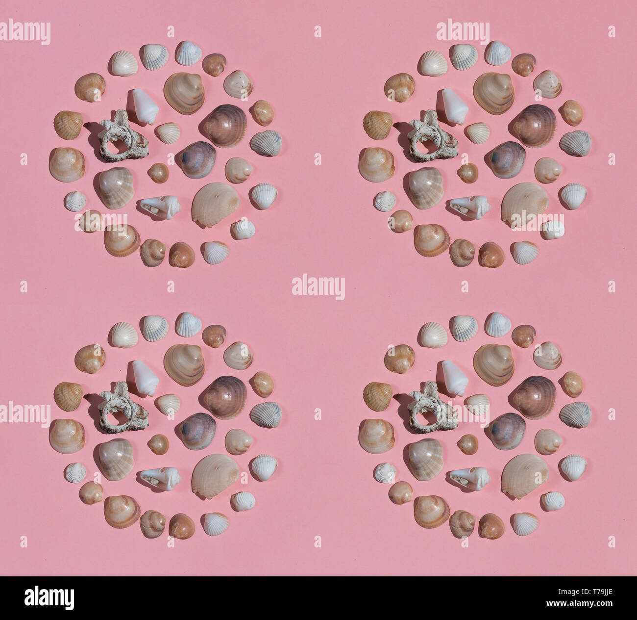 collection of rare seashells for sale. gift from the sea. top view ...