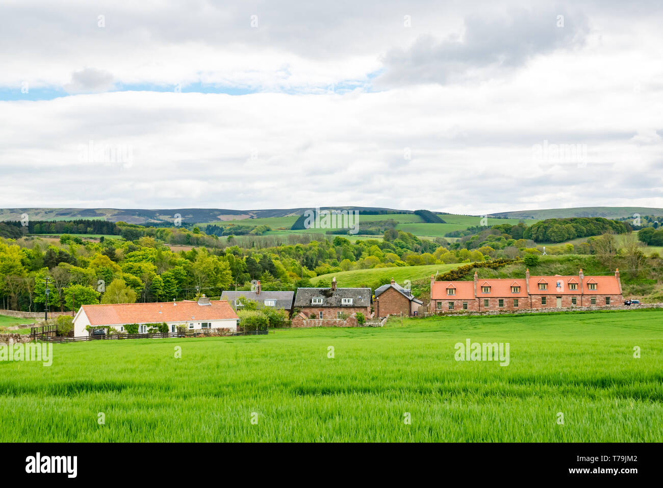 View across greem agricultural field of traditional cottages with ...