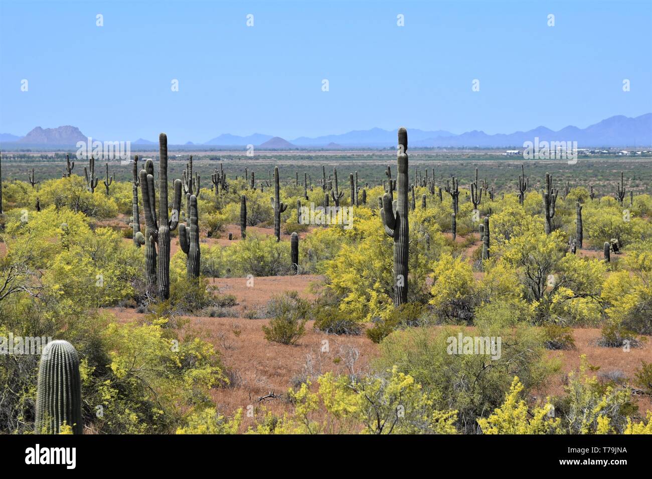The Arizona desert landscape in bloom Stock Photo - Alamy
