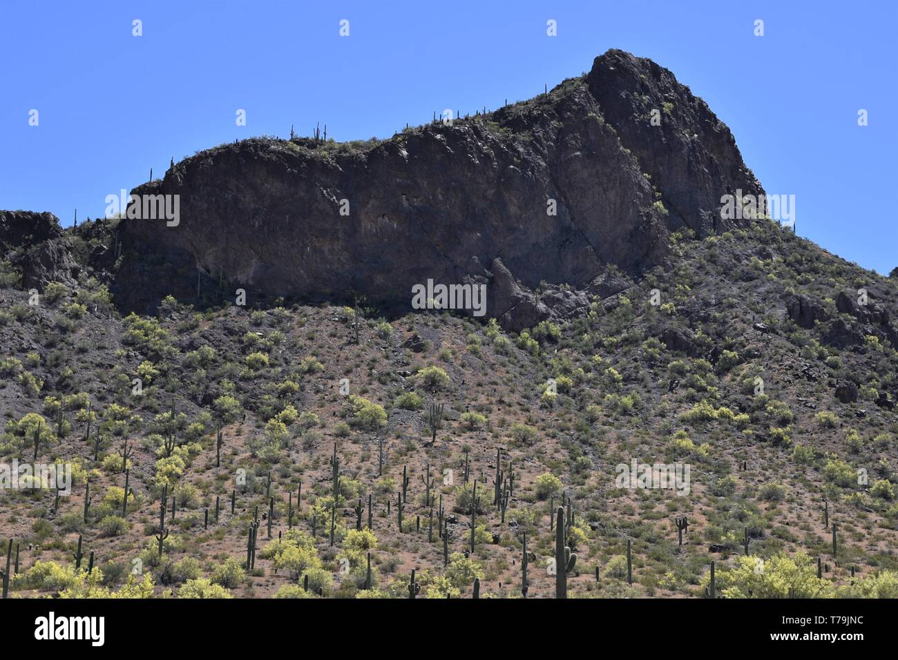 The Arizona desert landscape in bloom Stock Photo - Alamy