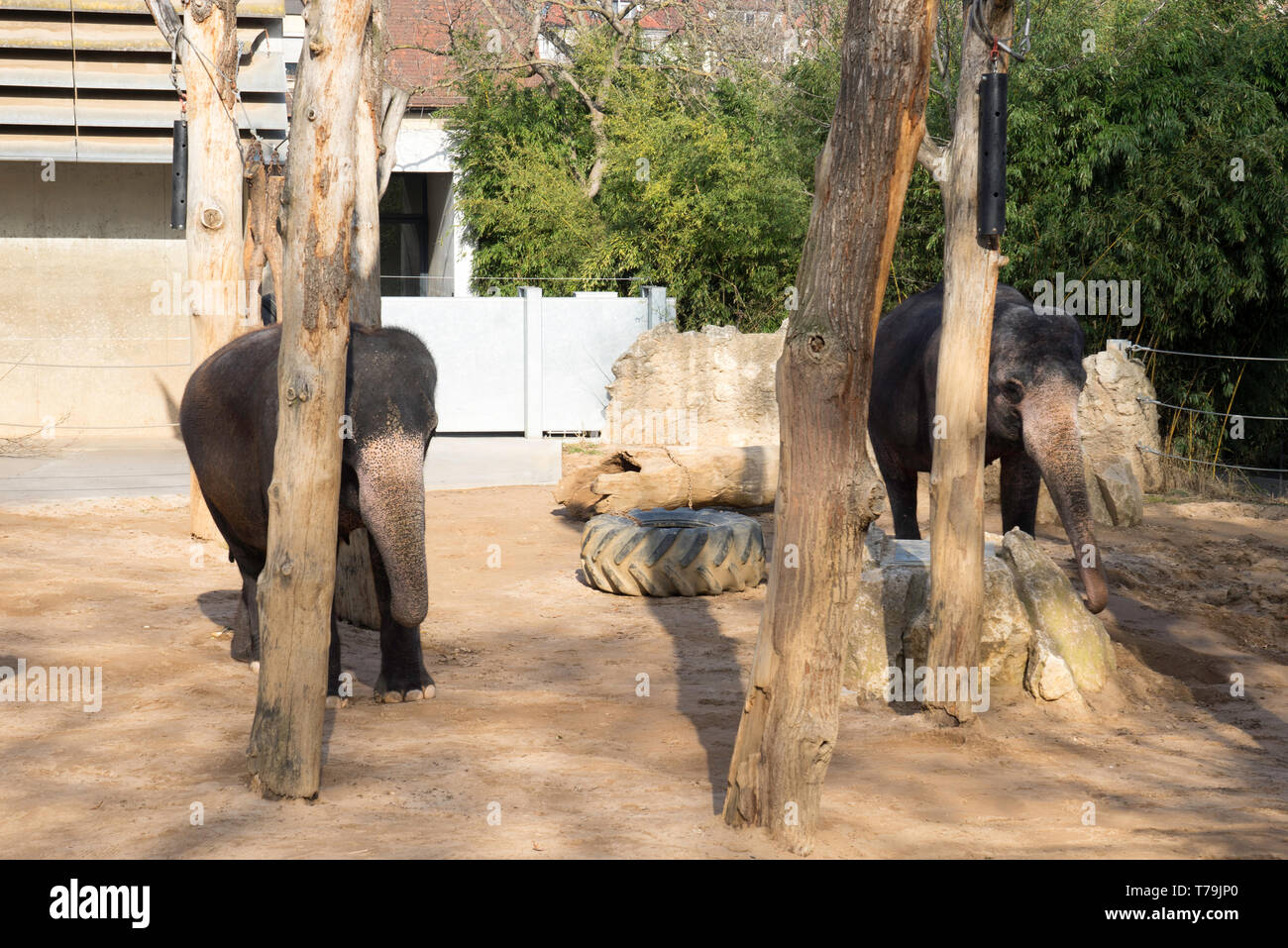 Two elephants in ZOO on a sunny day Stock Photo - Alamy