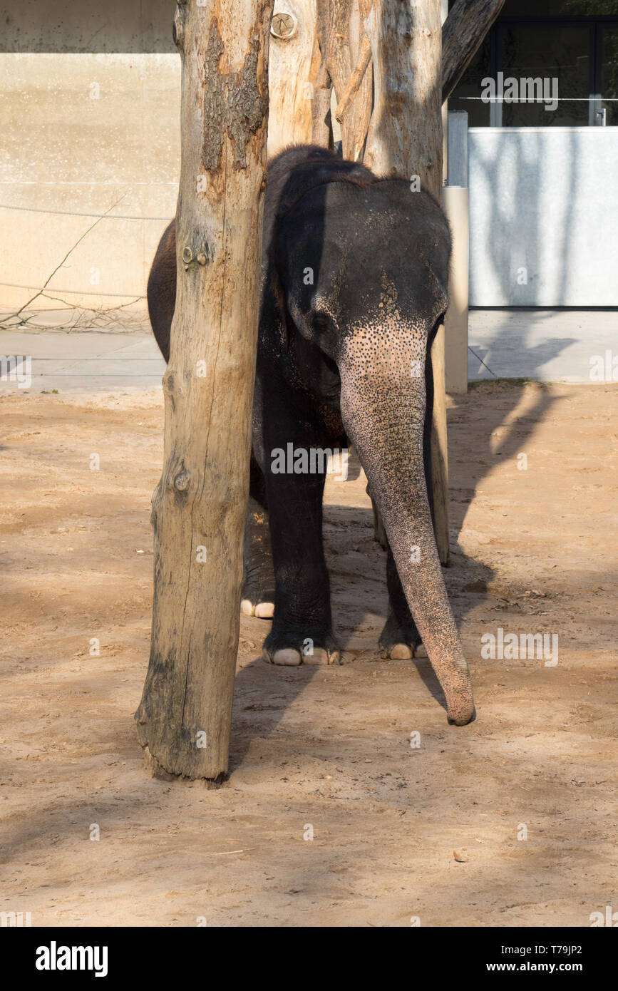 Elephant by the tree in ZOO Stock Photo - Alamy