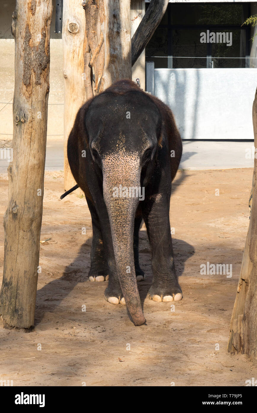 Elephant in captivity hi-res stock photography and images - Alamy