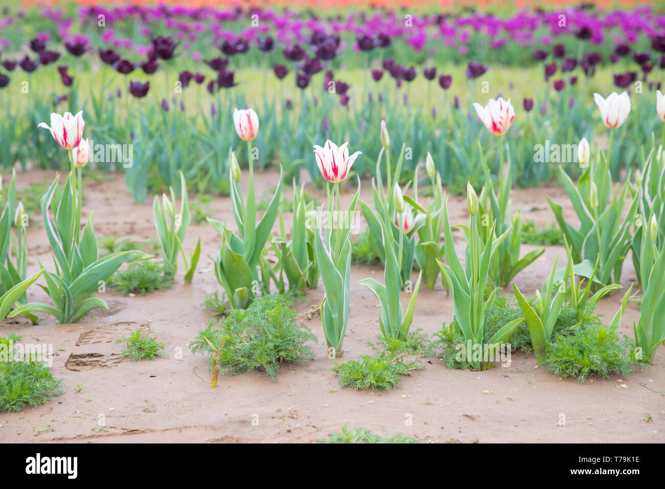 Flower beds with colorful tulips - Image Stock Photo - Alamy