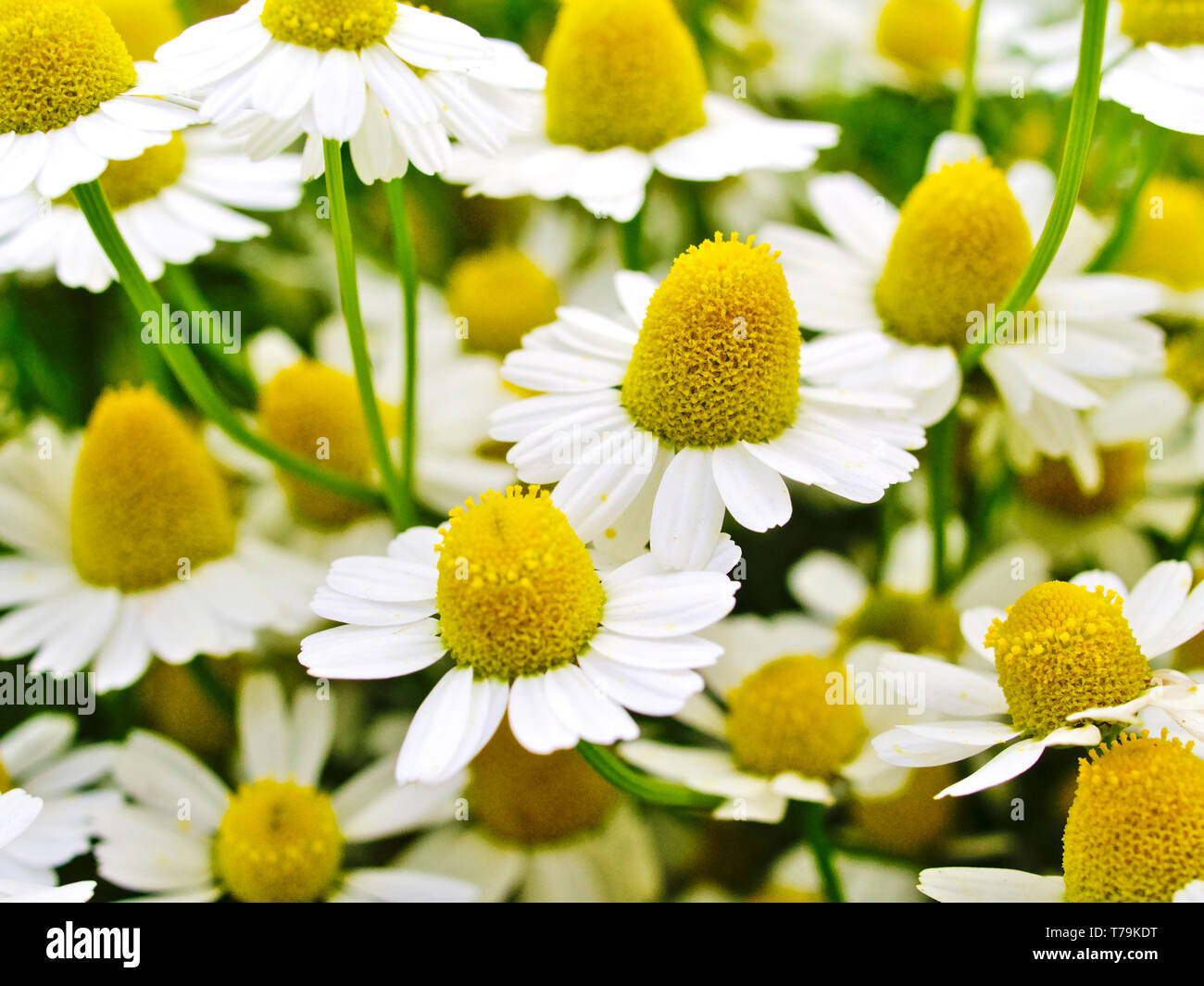 Chamomile Image High Resolution Stock Photography and Images - Alamy