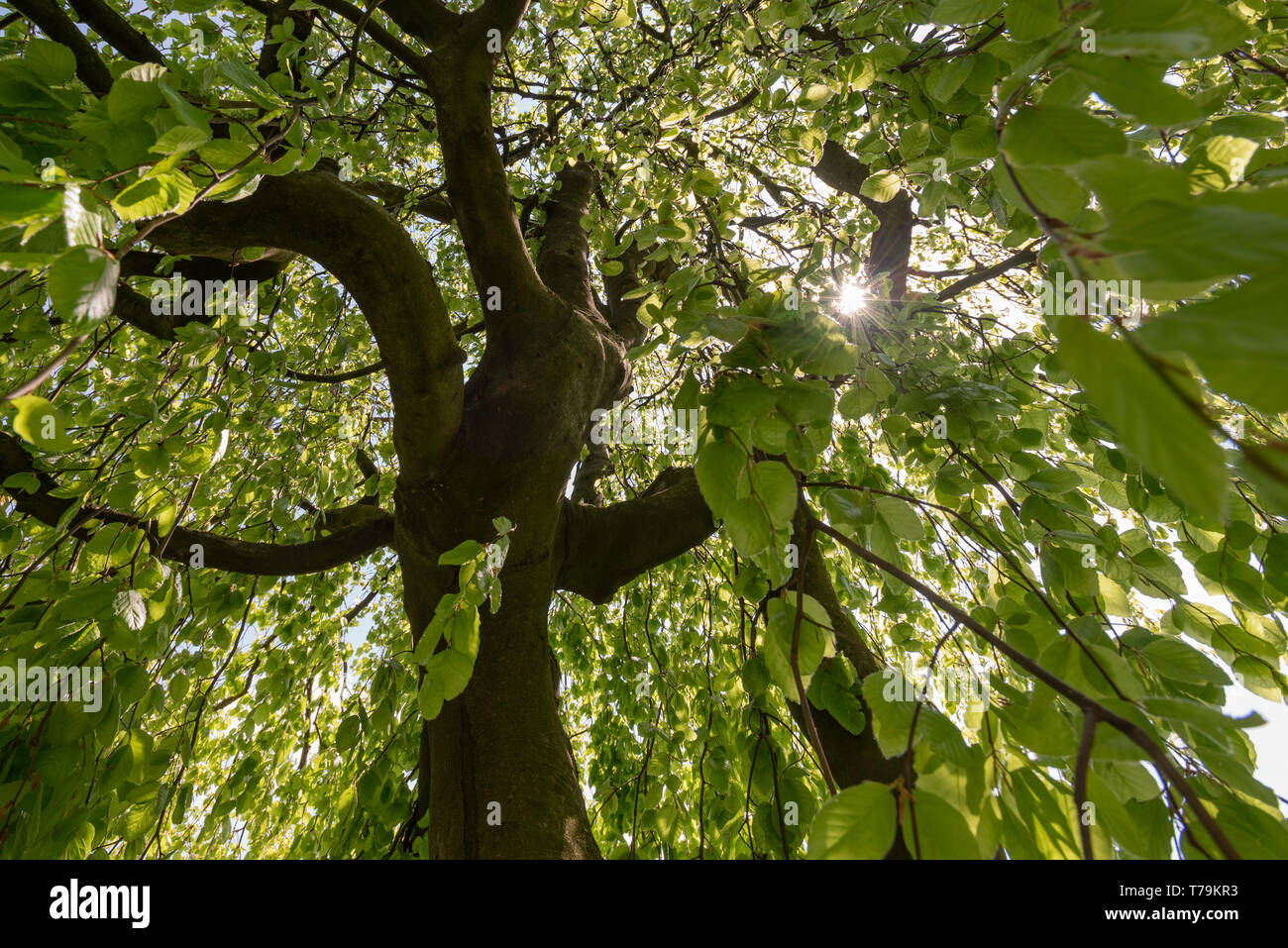 Oxygen from tree hi-res stock photography and images - Alamy