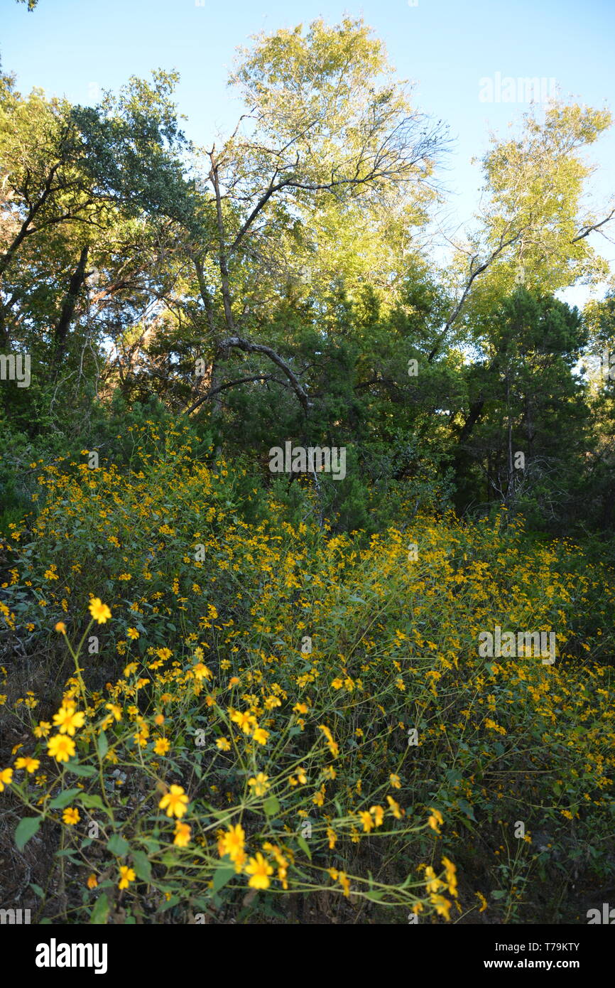 Barton creek hi-res stock photography and images - Alamy