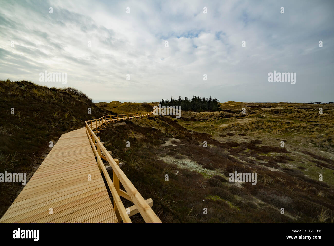 New construction light tan wooden boardwalk with railing winding around ...