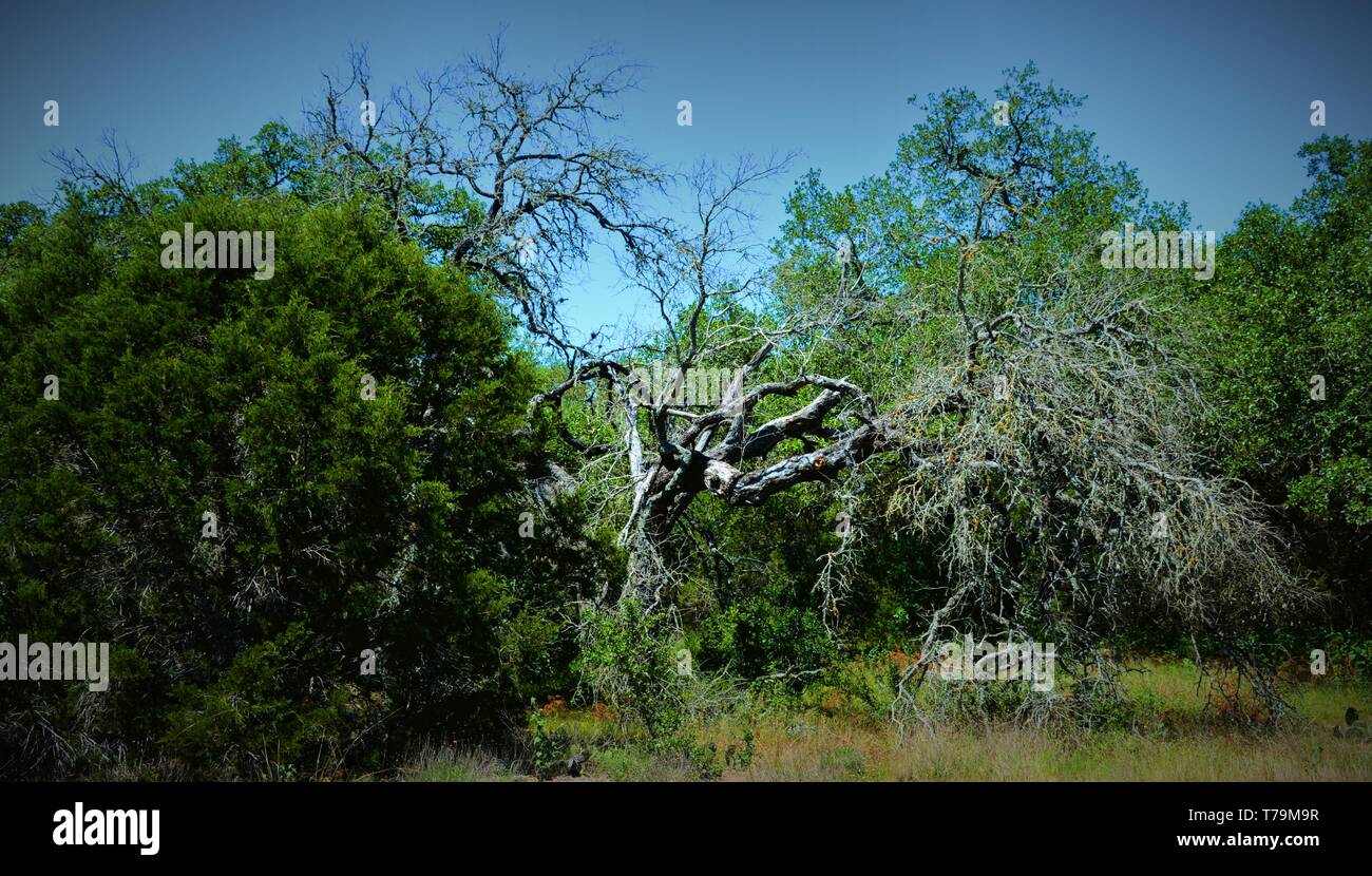 Barton creek hi-res stock photography and images - Alamy