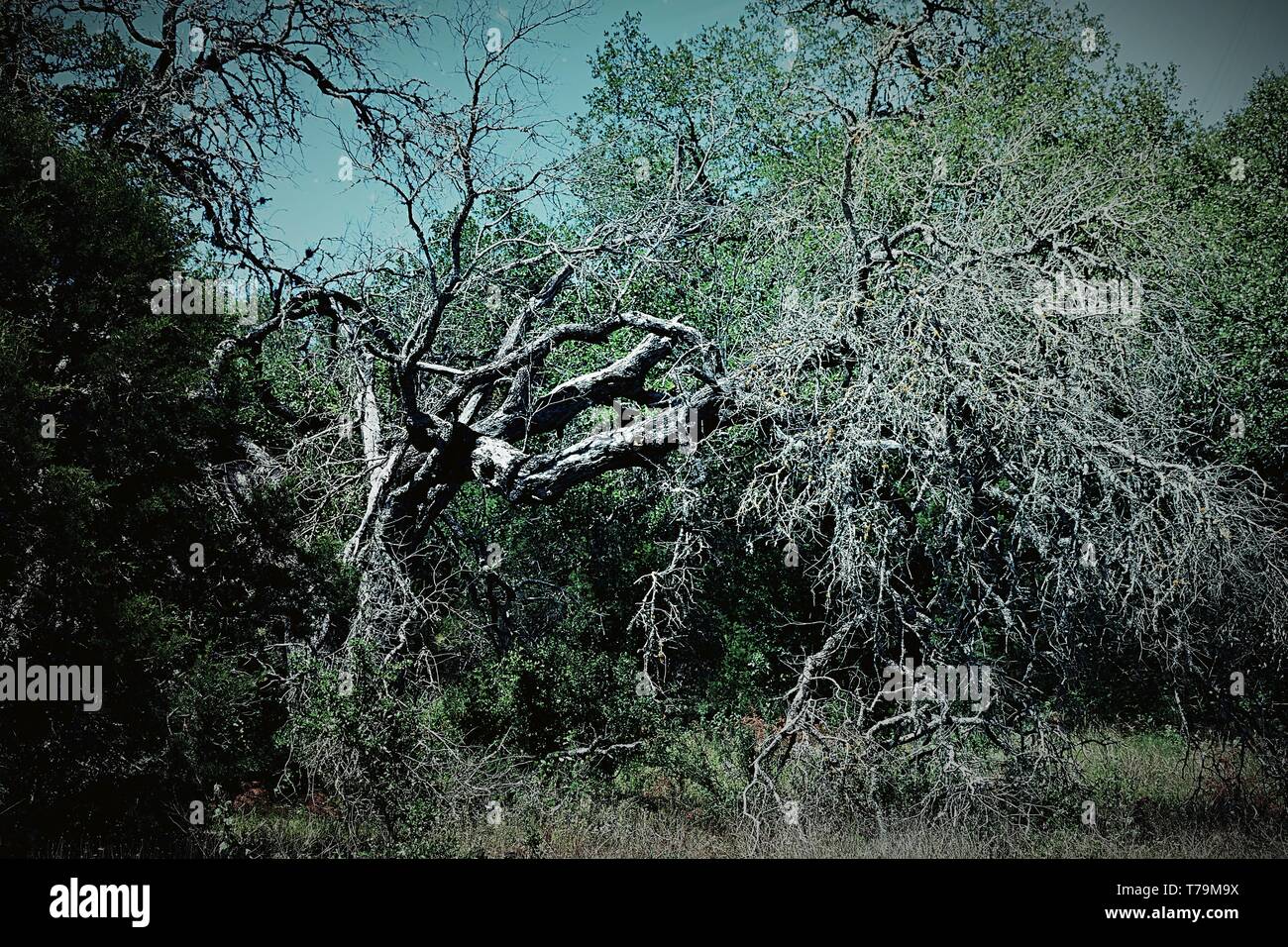 Texas hill country views hi-res stock photography and images - Alamy