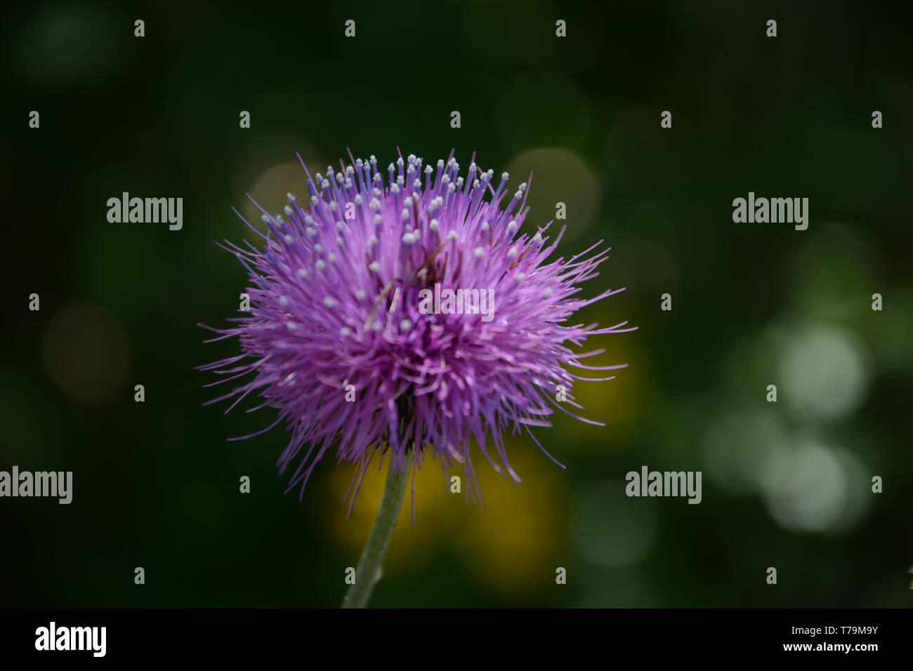 Austin nature trails hi-res stock photography and images - Alamy