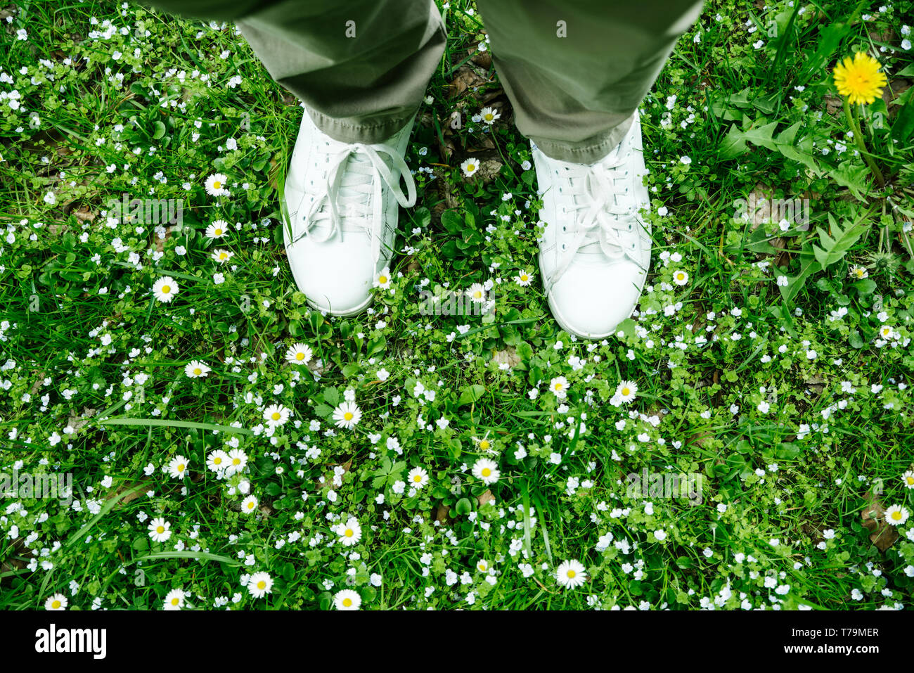 top view legs in white shoes on grass with white flowers. copy space ...