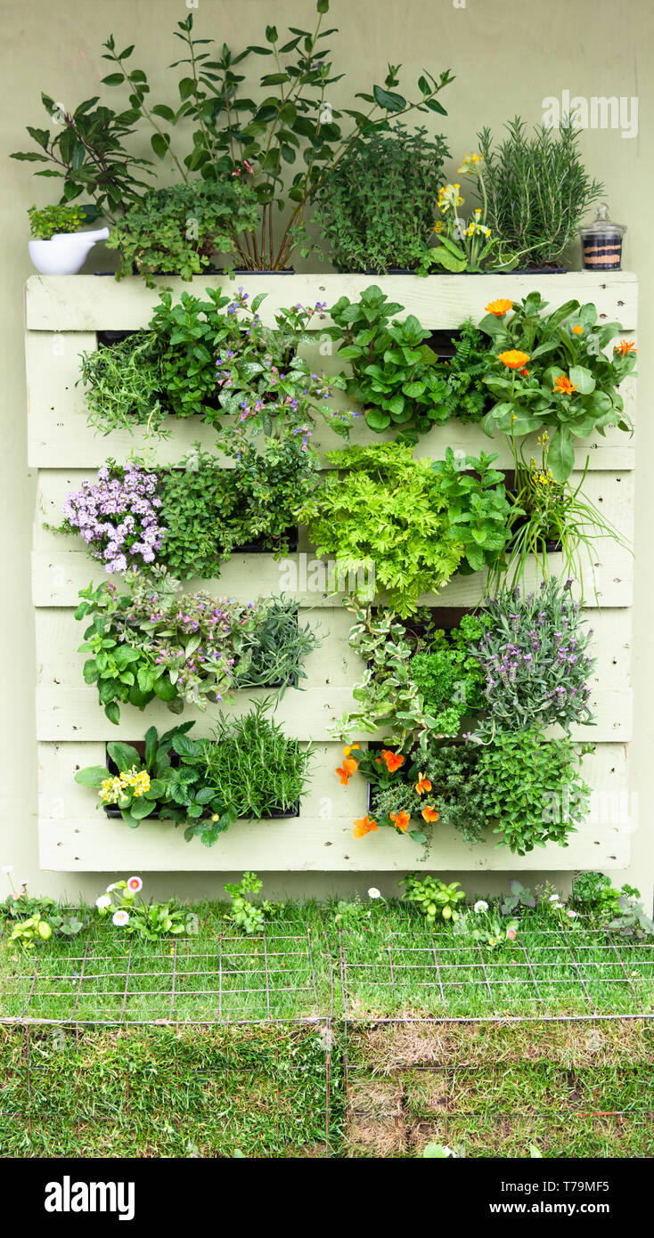 Vertical gardening display Stock Photo - Alamy