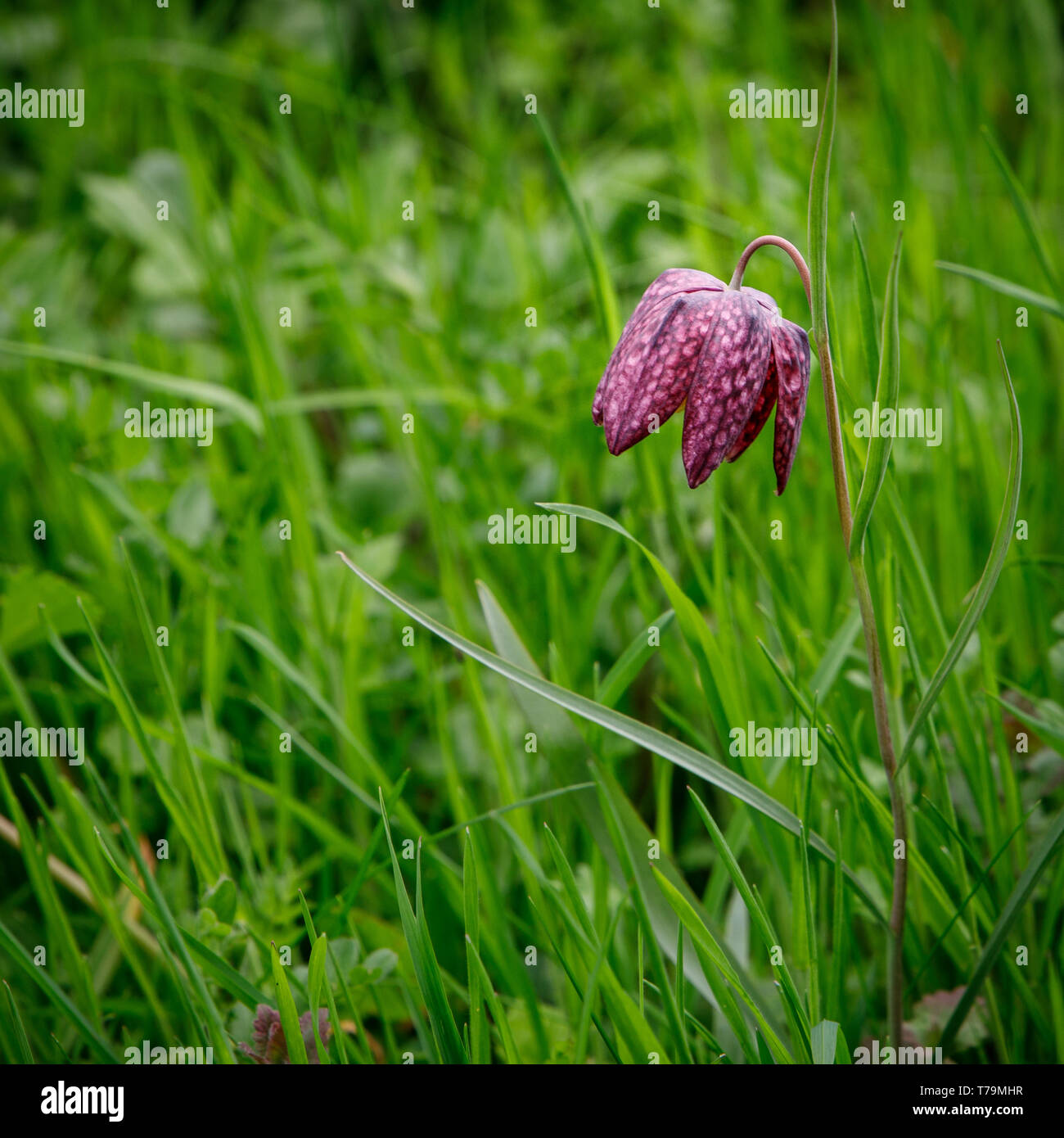 Snakes Head Fritillary Flower Canons Ashby Northamptonshire Stock Photo ...