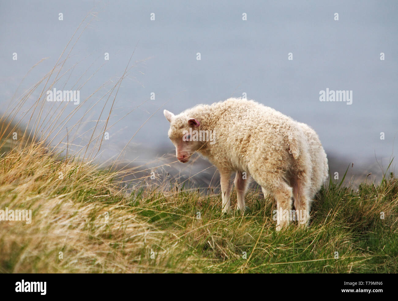 Sheep on coast Stock Photo - Alamy