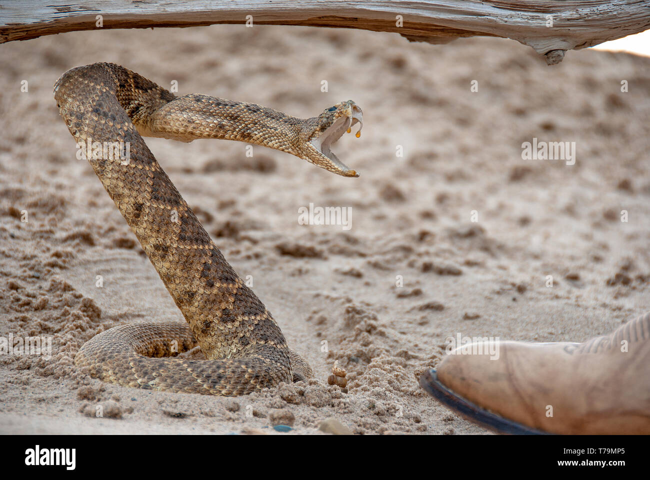 coiled angry rattlesnake in sand by toe of leather boot Stock Photo - Alamy