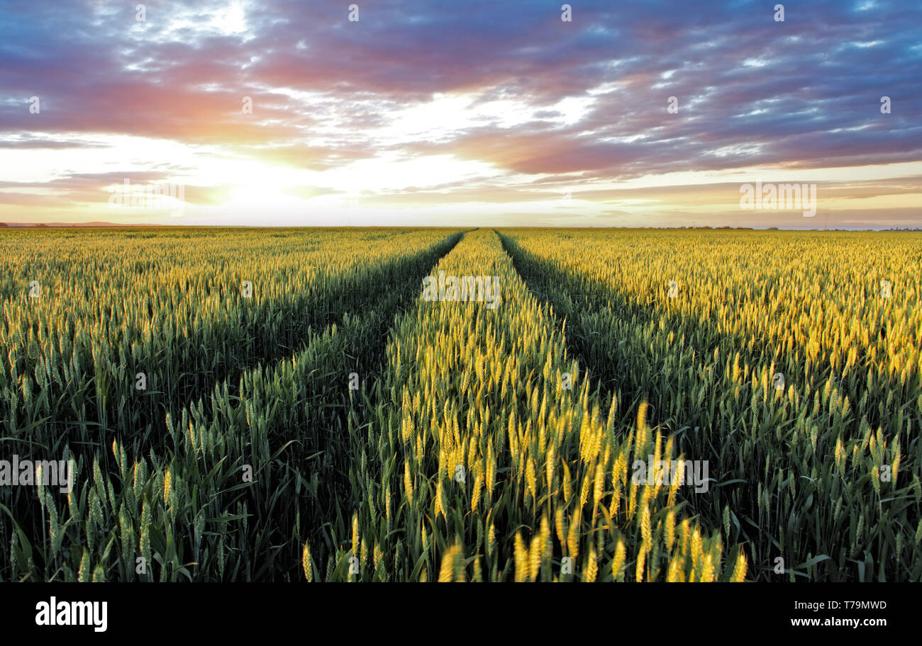 Wheat field at sunset Stock Photo - Alamy
