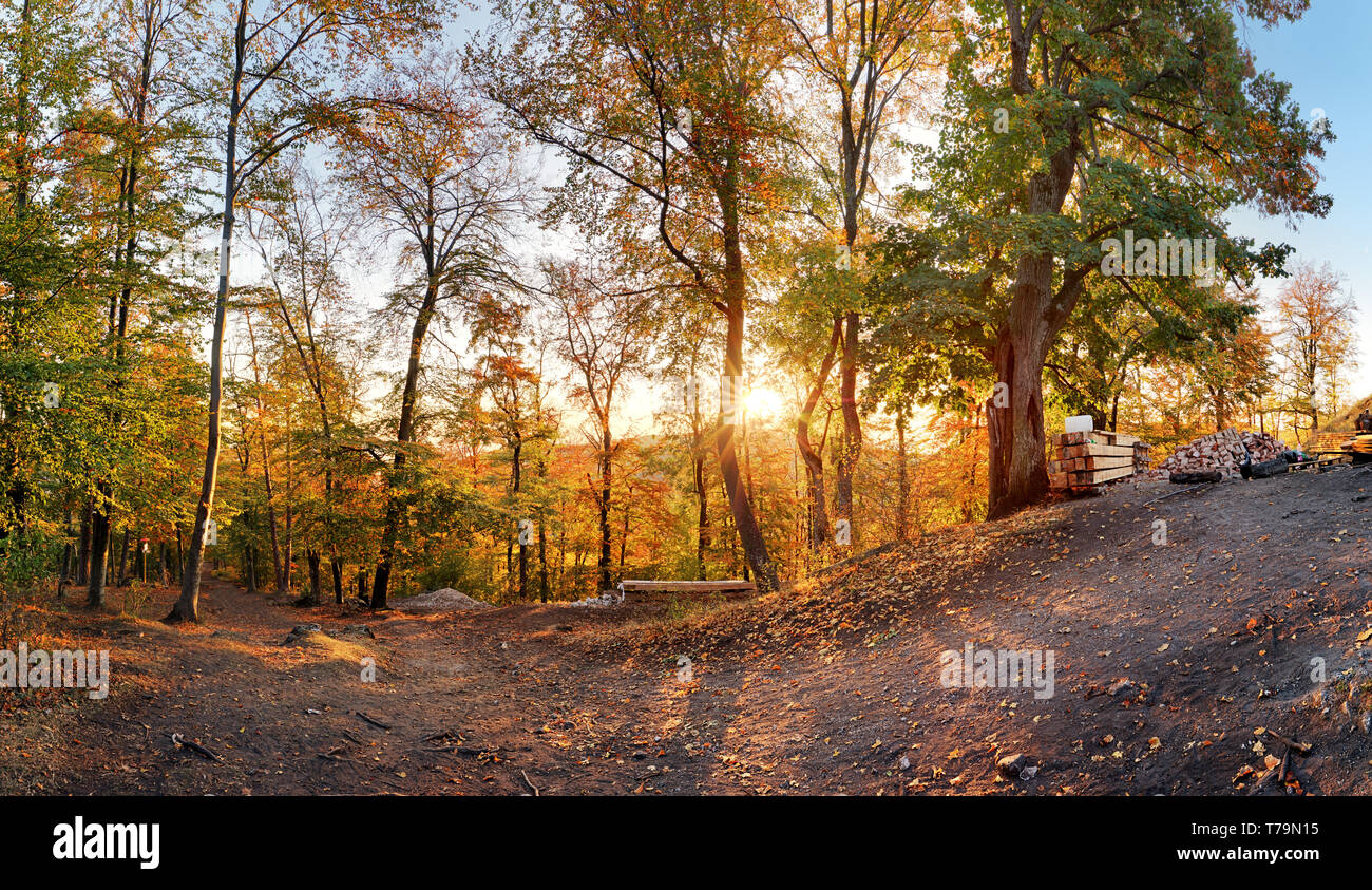 Fall in forest hi-res stock photography and images - Alamy