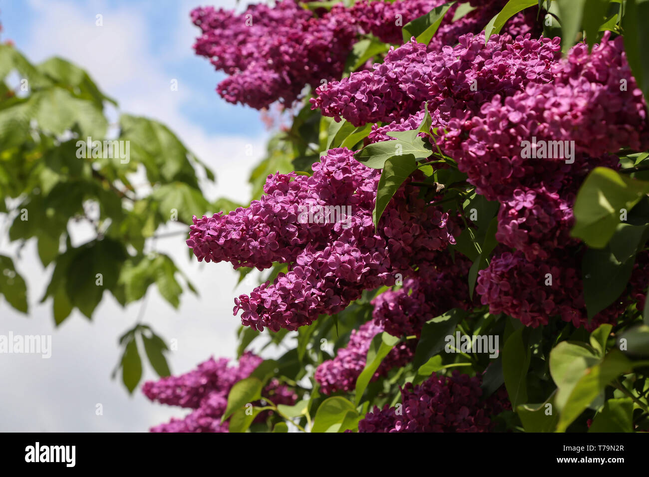 Spring. Blooming lilacs in the town park Stock Photo - Alamy