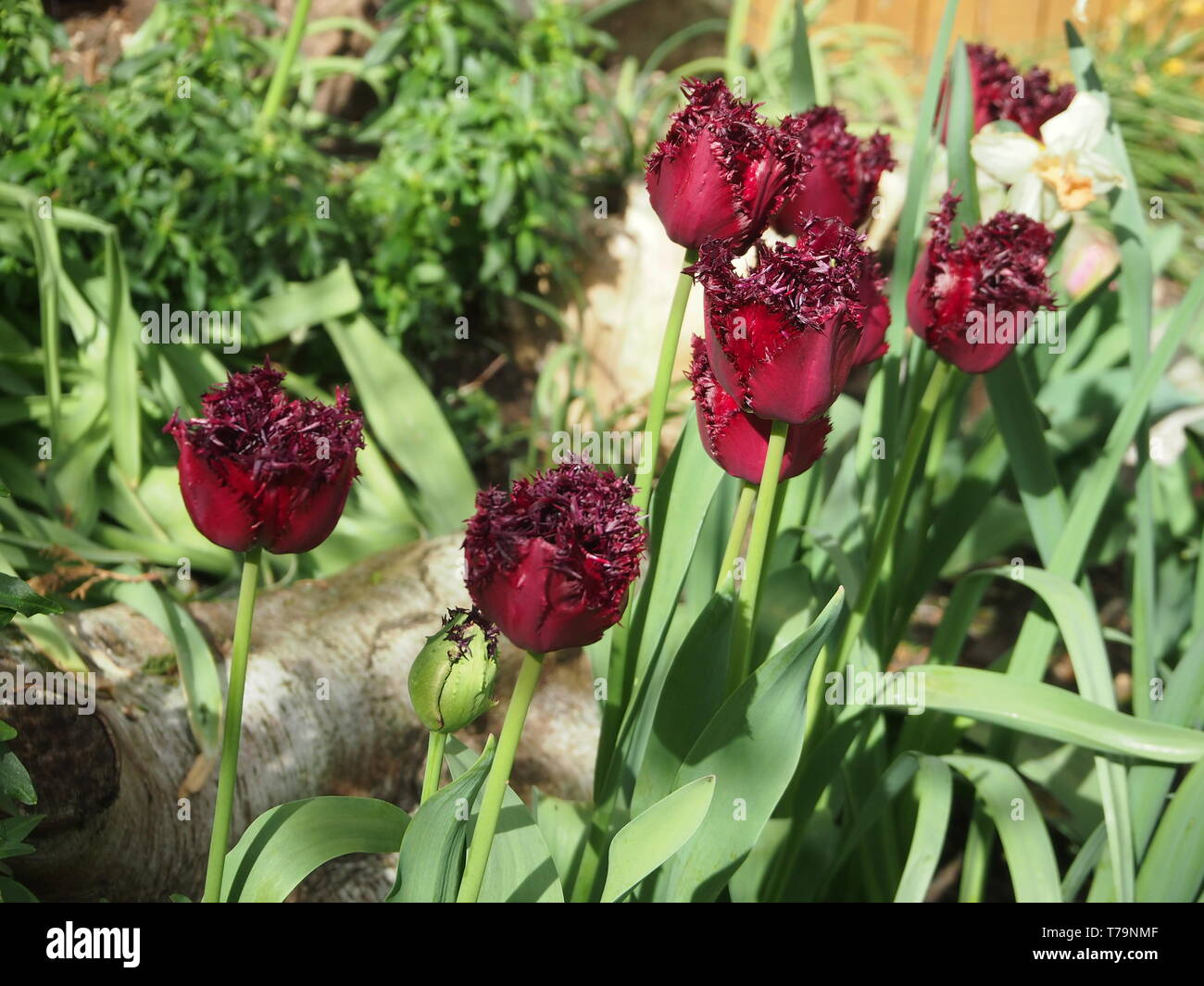 Flowers with ruffled petals hi-res stock photography and images - Alamy