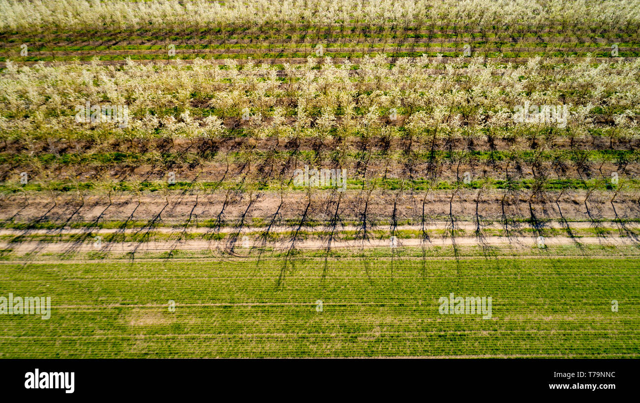 Little orchard as seen from above of the last rows on the edge Stock ...