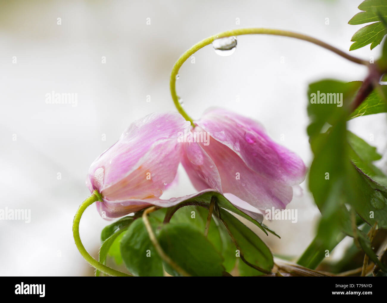 Flower Anemona nemorosa, closeup, covered with drops after snowstorm in ...