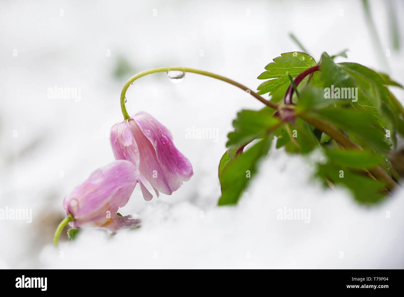 Flower Anemona nemorosa covered with water drops after snowstorm in the ...