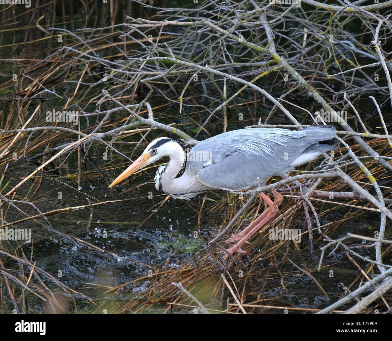 May 2019 - Grey Heron fishing Stock Photo - Alamy