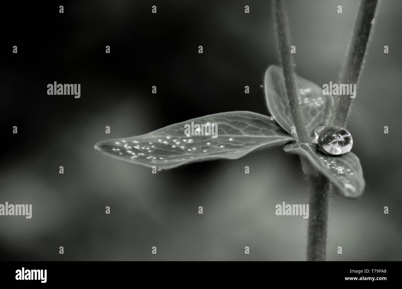 Black and white raindrop Stock Photo - Alamy